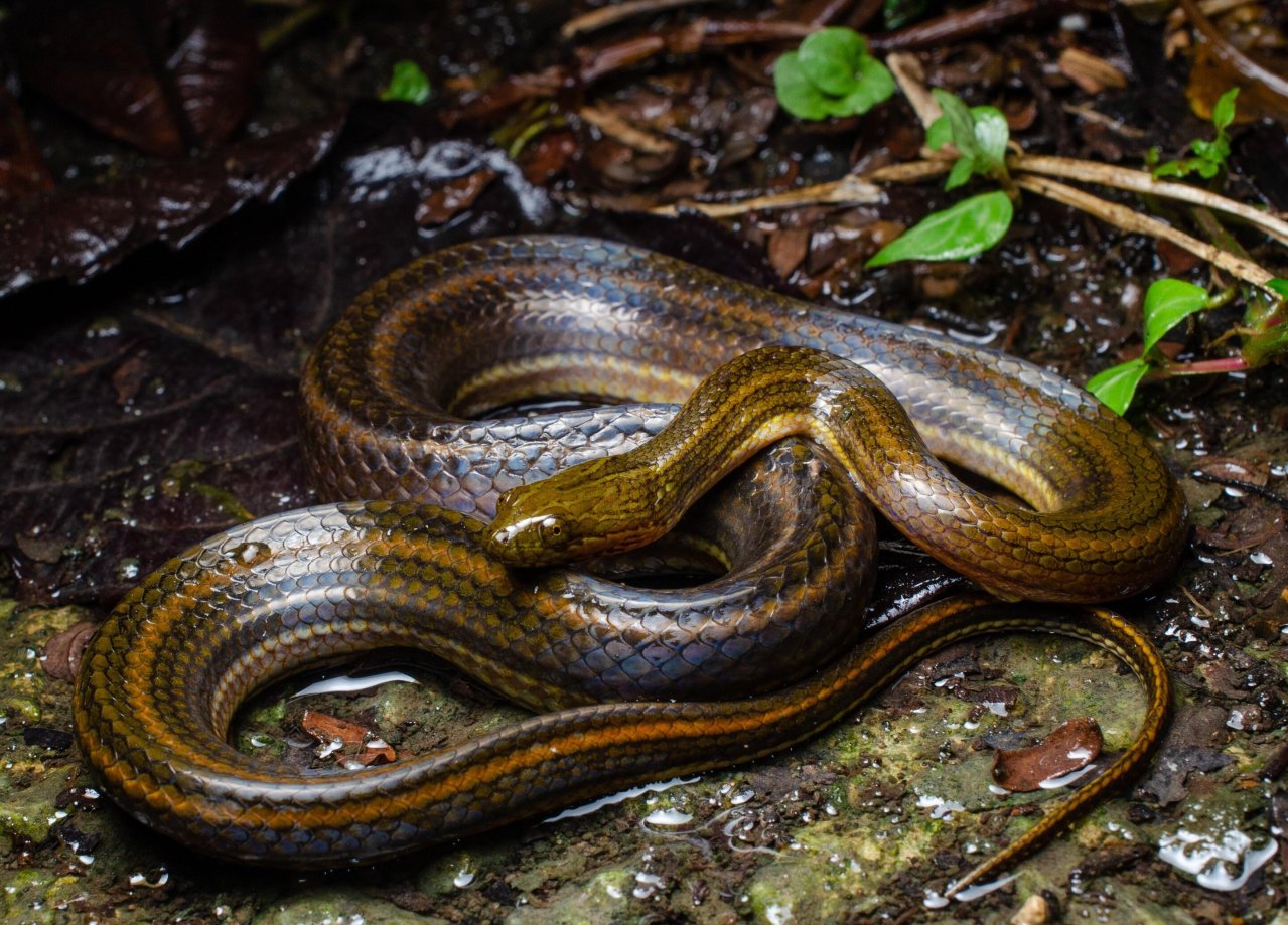 水蛇（有鳞目水蛇科蛇类的统称）_百度百科