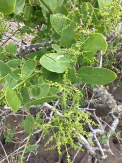 Salvadora persica_百度百科