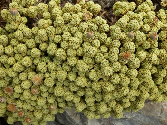 Werneria dactylophylla_百度百科
