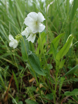 Viola stagnina_百度百科