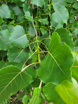 Populus deltoides_百度百科