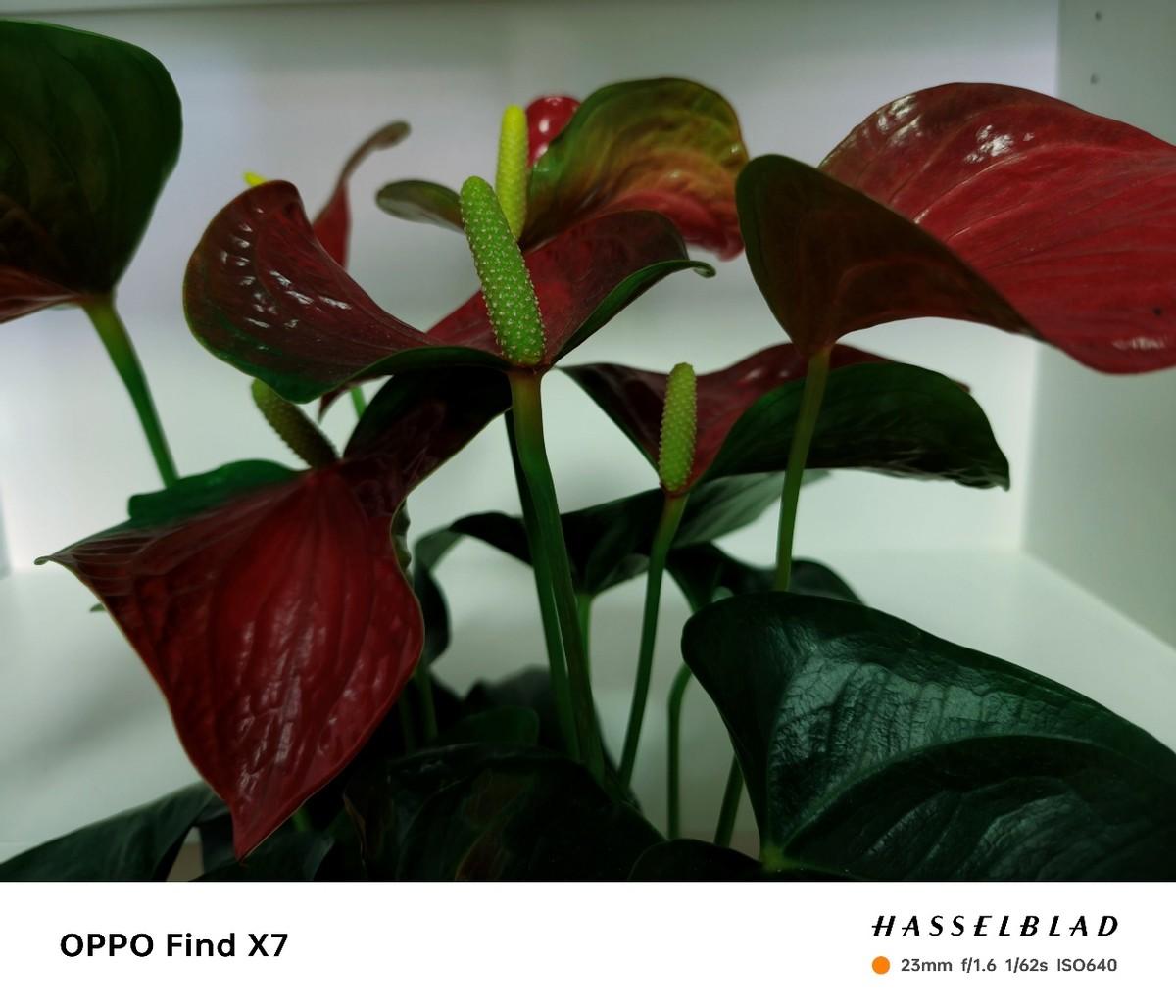 OPPO Find X7体验：AI能力炸裂，影像效果惊艳，质价比极高_百科TA说