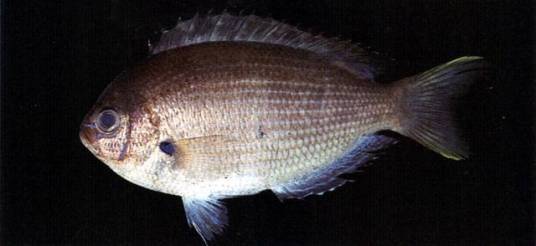 乔丹氏细鳞雀_百度百科