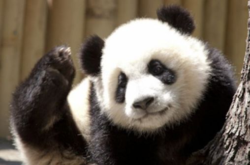 大熊猫（熊科大熊猫属哺乳动物）_百度百科