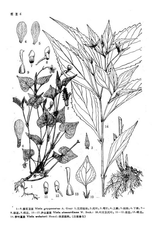 蓼叶堇菜_百度百科