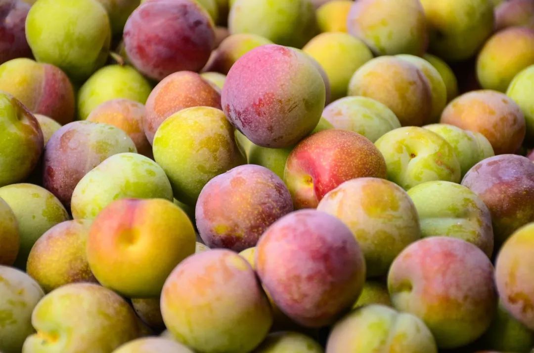 绥江半边红李子_百度百科