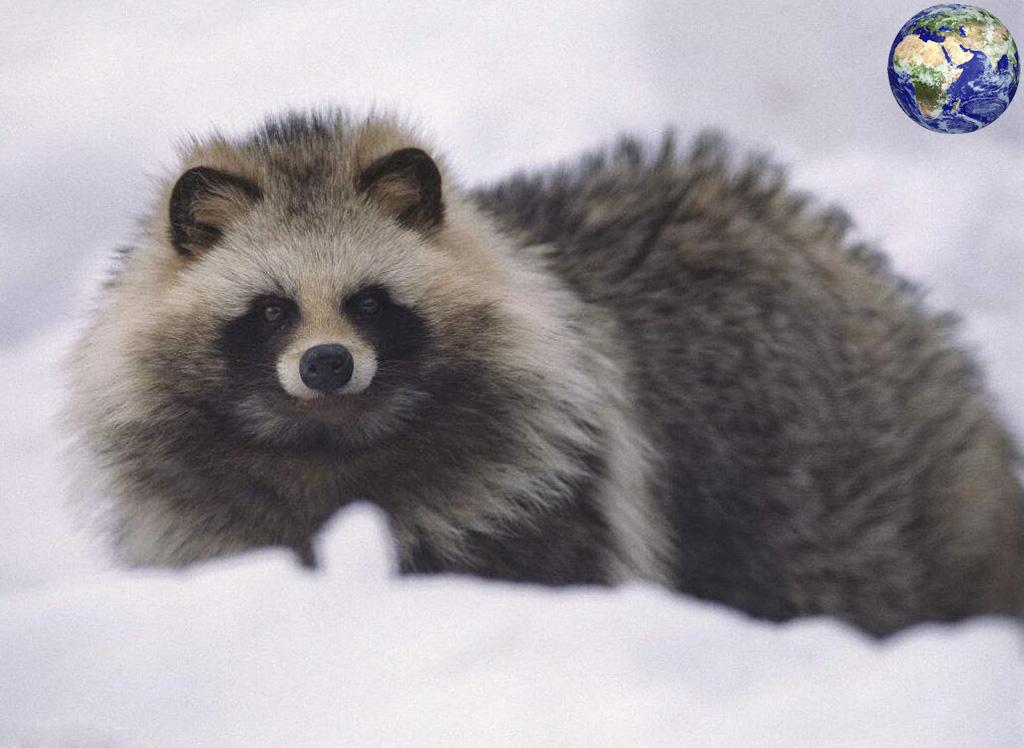 貉（哺乳动物）_百度百科