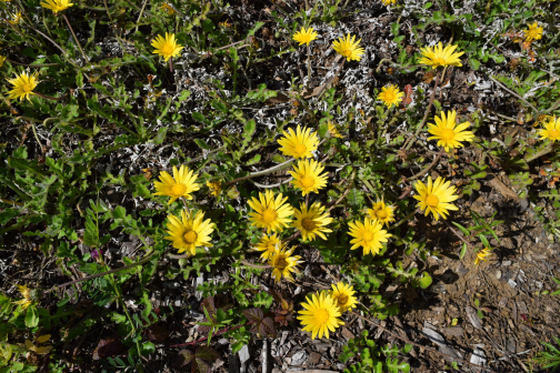 Arctotheca prostrata_百度百科