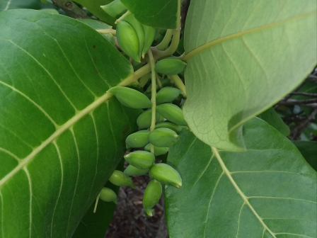 Terminalia samoensis_百度百科