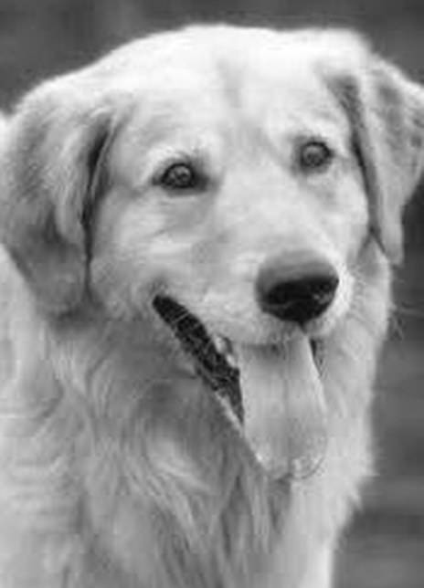 Buddy the Dog_百度百科