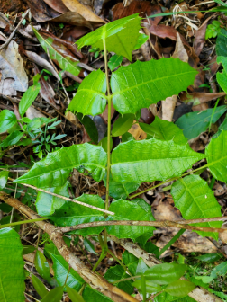 Comocladia glabra_百度百科