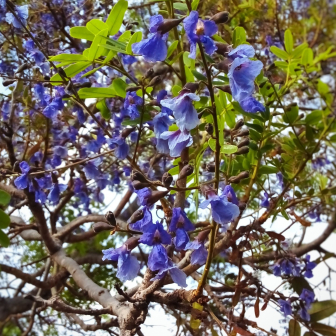 Bowdichia virgilioides_百度百科