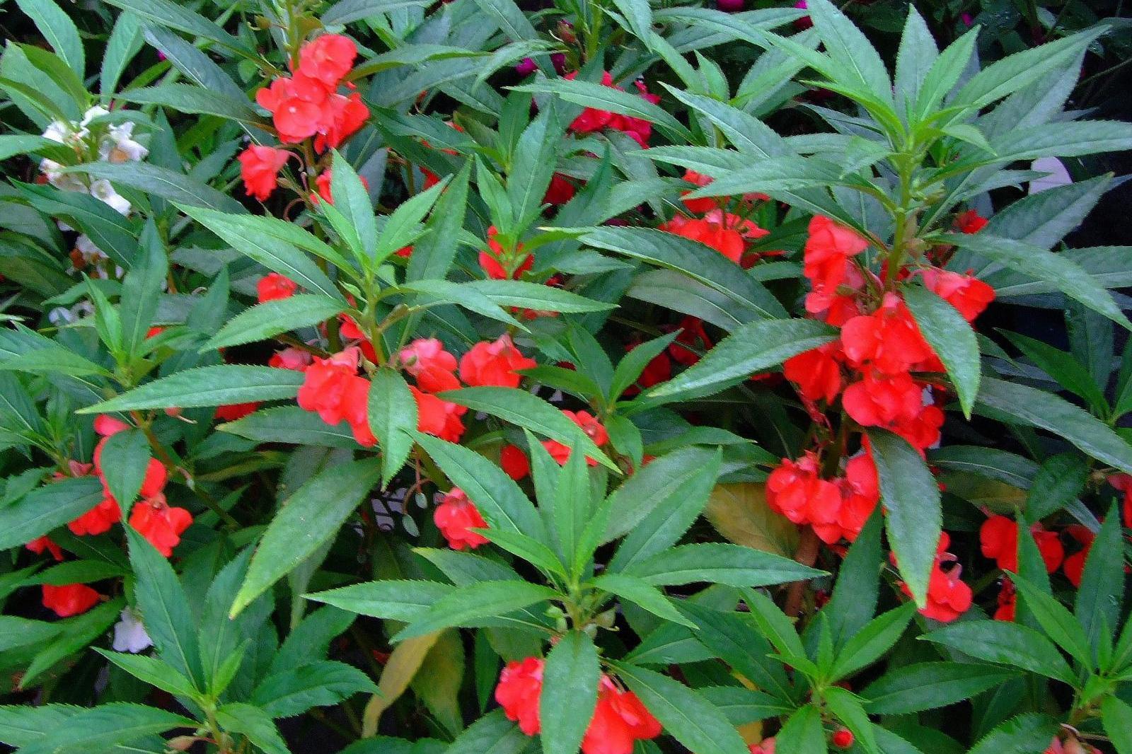 凤仙花生长过程详解！一株漂亮的凤仙花就是这样长成的哦！_百科TA说