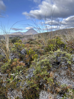 Gleichenia alpina_百度百科