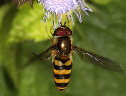 宽带优蚜蝇_百度百科