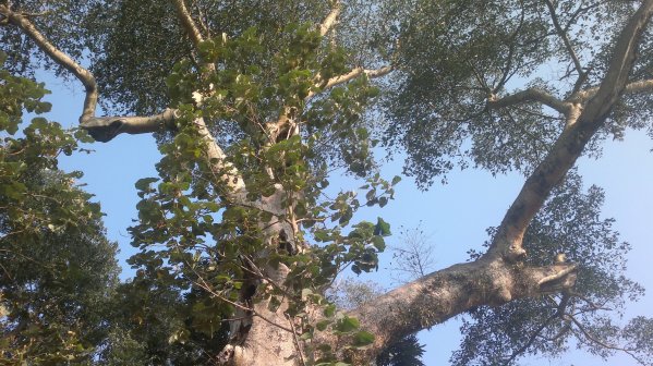 Ficus albipila_百度百科