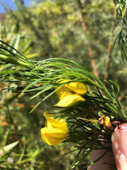 Cyclopia maculata_百度百科