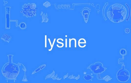 lysine（英语单词）_百度百科