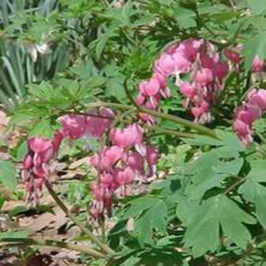 Lamprocapnos spectabilis_百度百科