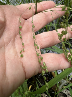 Glyceria canadensis_百度百科