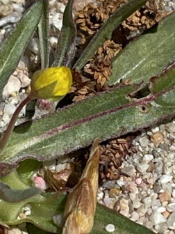 Tetrapteron palmeri_百度百科