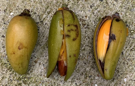 Bhesa indica_百度百科