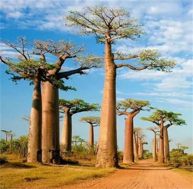 被称为“生命之树”的猴面包树，有何独到之处，网友：这是真神树_百科TA说