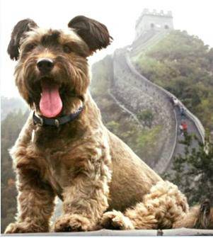 宠物狗奥斯卡_百度百科