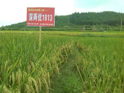 新两优1813_百度百科