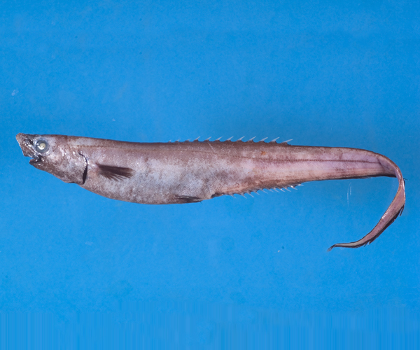 鳗鲡总目_百度百科