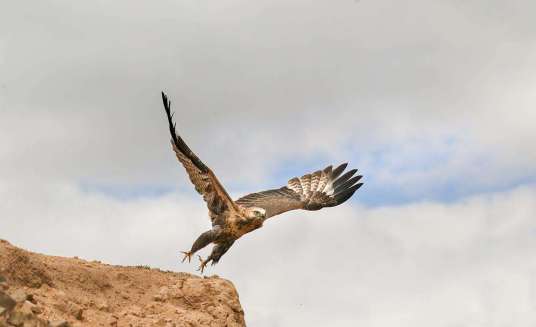 Hawk（英文单词）_百度百科