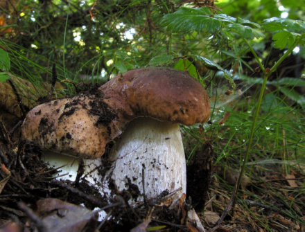 牛肝菌科_百度百科