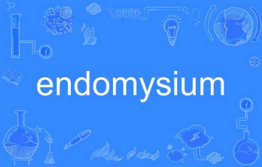 endomysium_百度百科