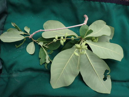 Terminalia samoensis_百度百科