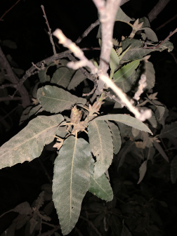 Quercus brantii_百度百科