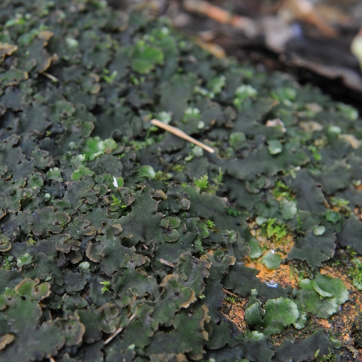 假萼苔属_百度百科