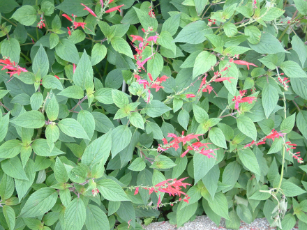 凤梨鼠尾草_百度百科