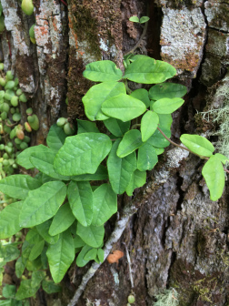 Boquila trifoliolata_百度百科