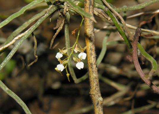 Microcoelia cornuta_百度百科