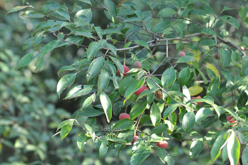 Cornus elliptica_百度百科