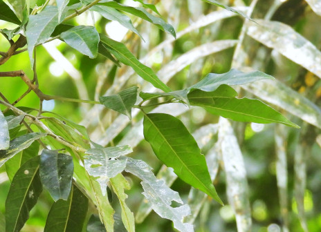 Flindersia acuminata_百度百科