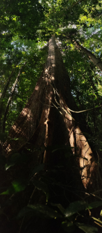 Terminalia bialata_百度百科