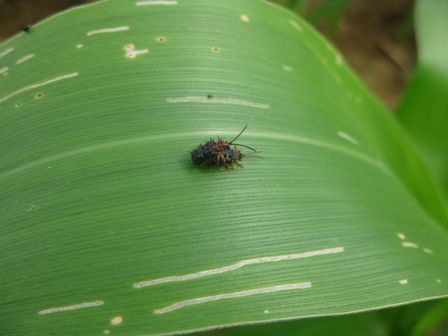 玉米铁甲_百度百科