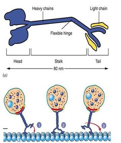 驱动蛋白kinesin_百度百科