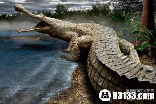 大头鳄科_百度百科