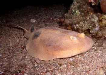 电鳐目_百度百科