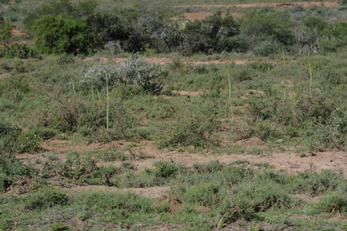 Drimia capensis_百度百科