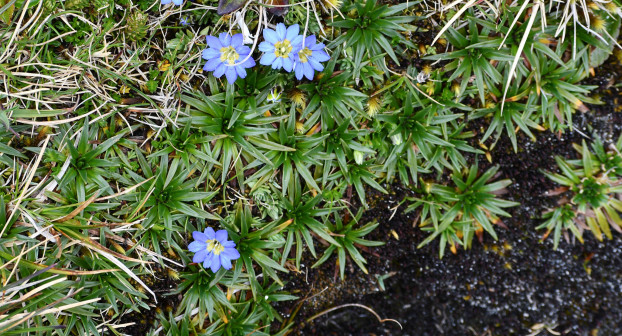 Plantago rigida_百度百科