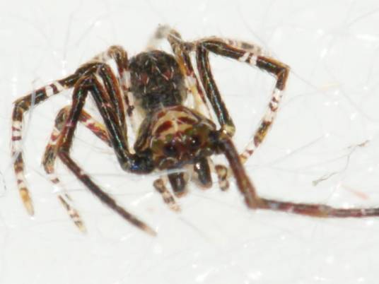 皮雄红螯蛛_百度百科