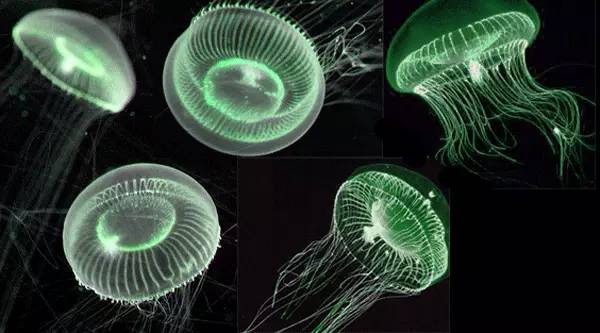 绿色荧光蛋白（GFP）的故事_百科TA说